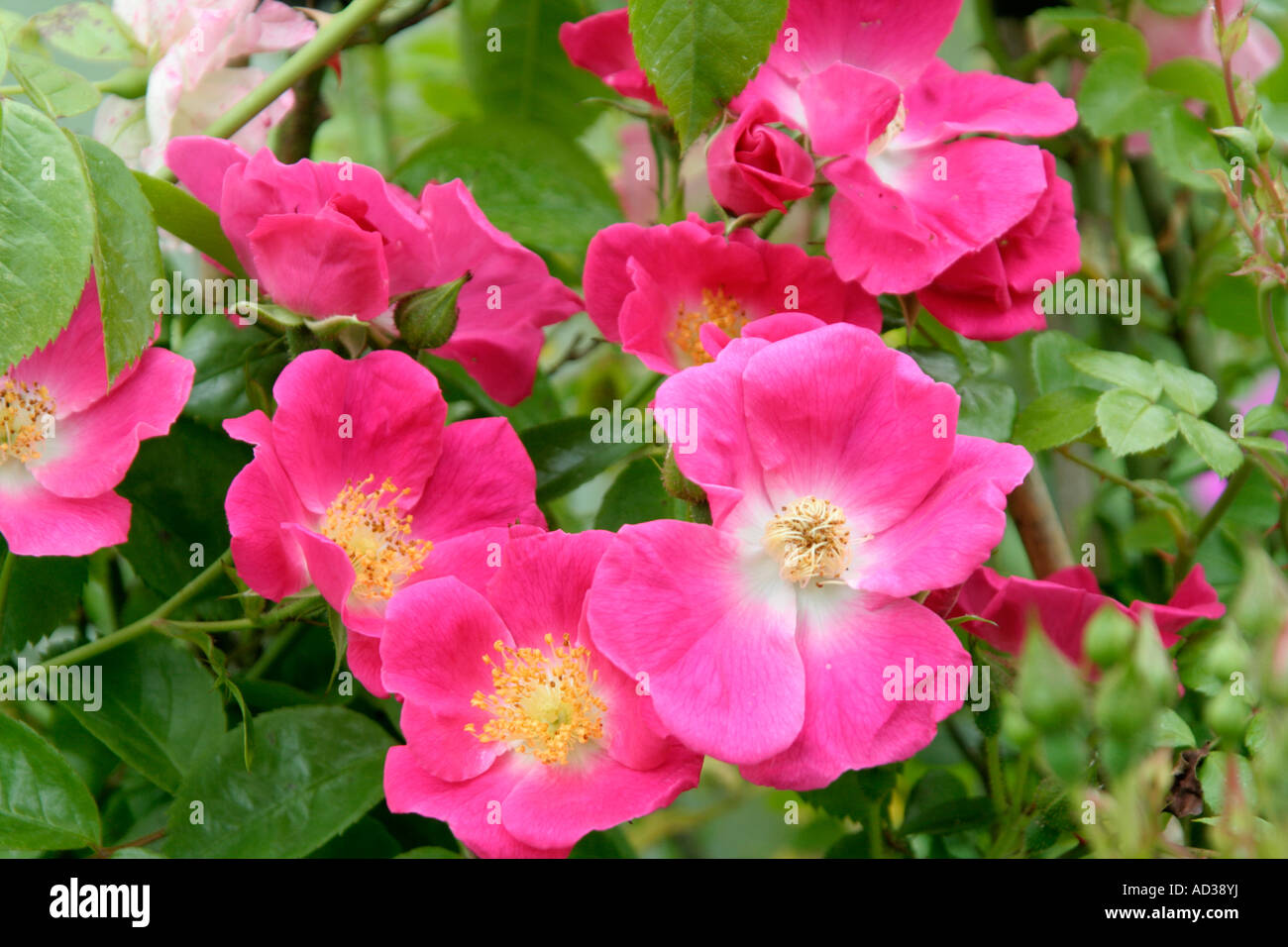Rambler rose American Pillar Stock Photo - Alamy