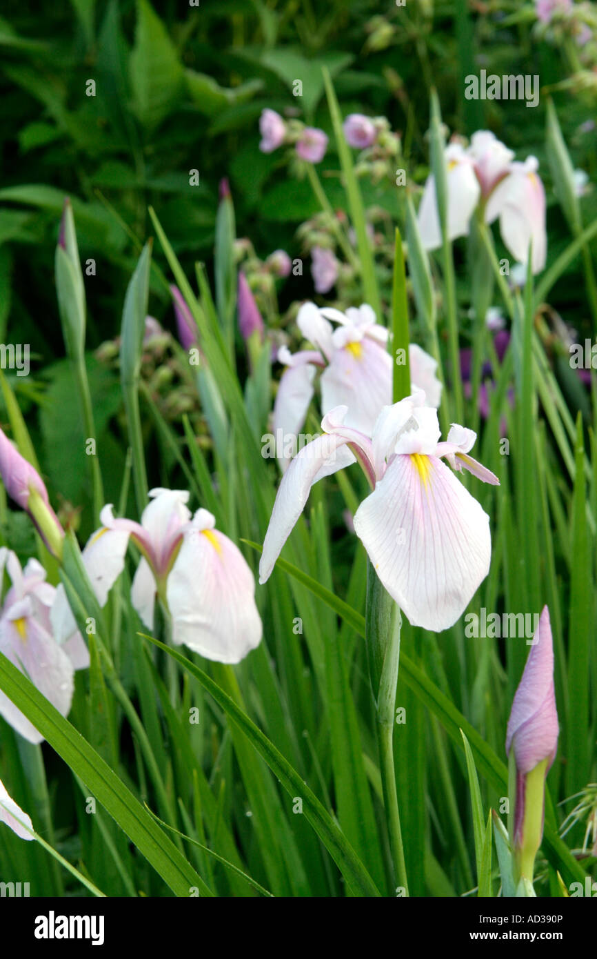 Iris ensata Rose Queen early June Stock Photo - Alamy