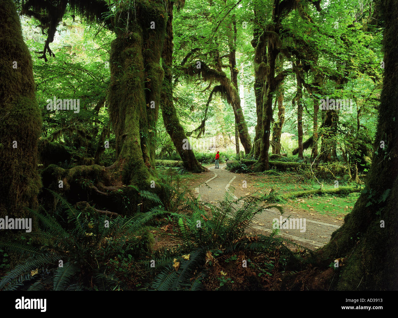 Hoh river valley hi-res stock photography and images - Alamy