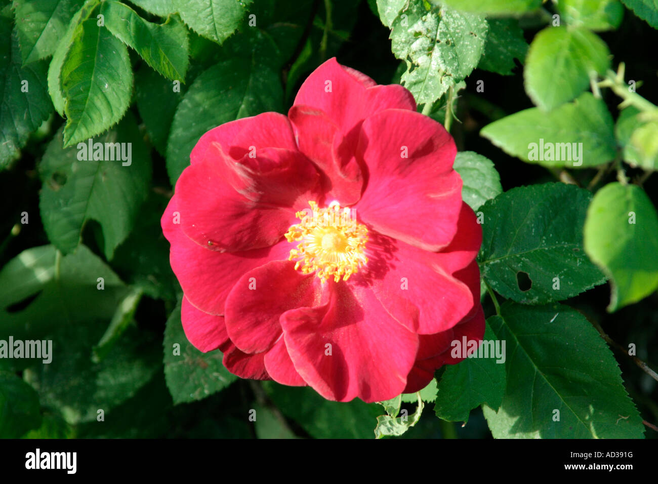 The gallica rose James Mason Stock Photo - Alamy