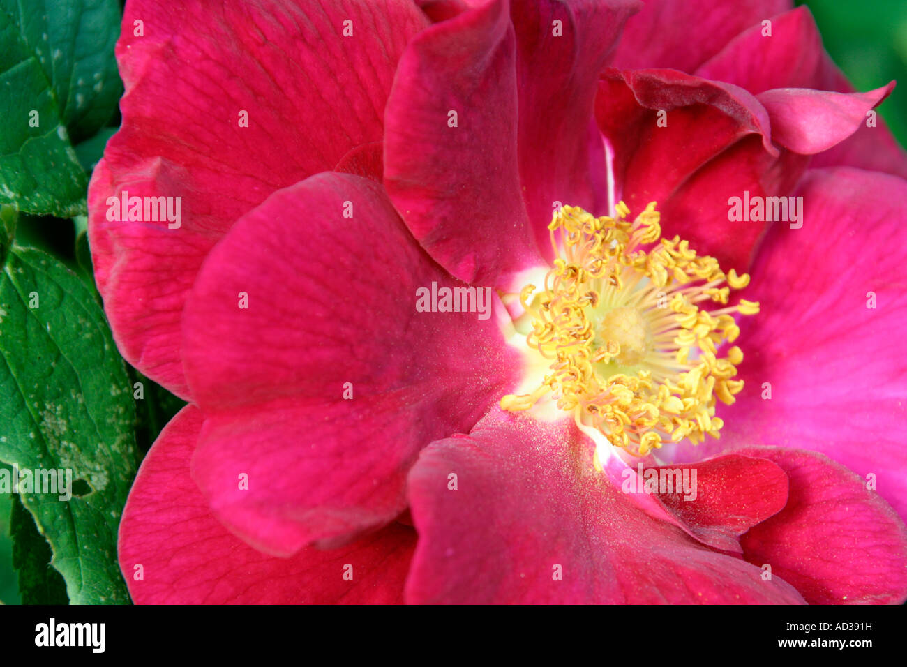 The gallica rose James Mason Stock Photo - Alamy