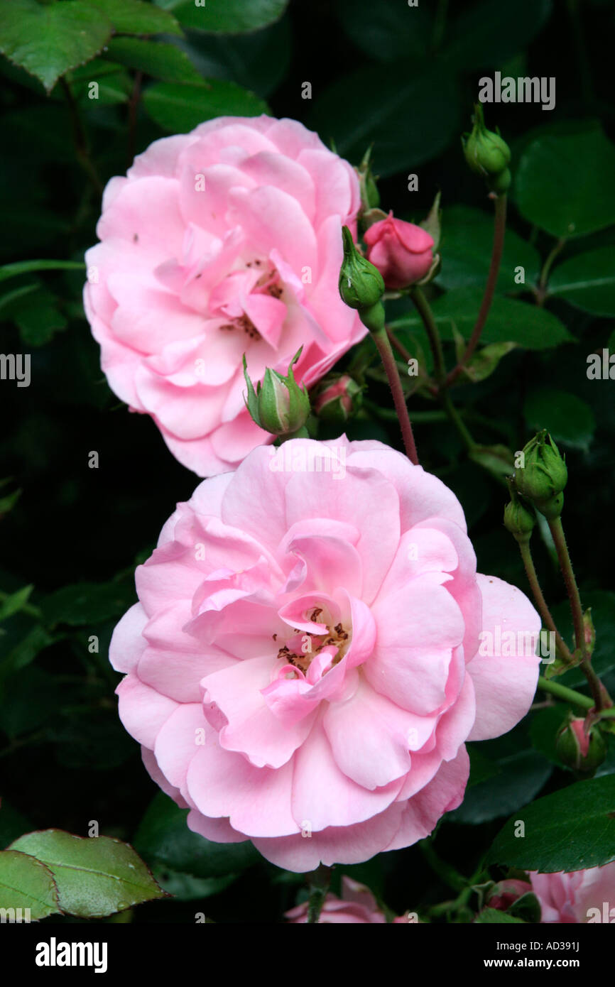 Bonica shrub rose hi-res stock photography and images - Alamy