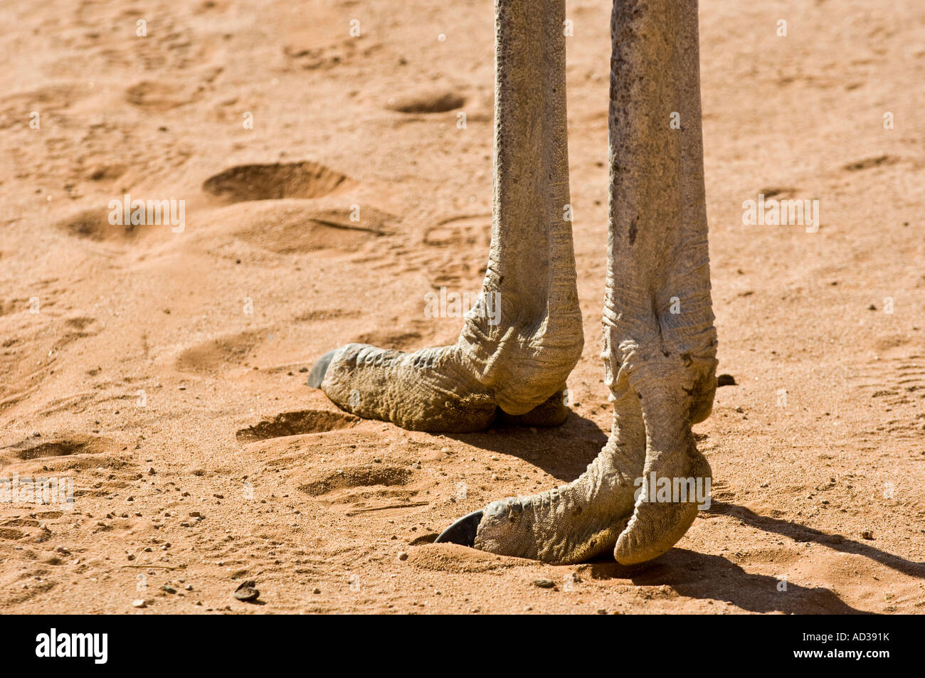 Ostrich feet hi-res stock photography and images - Alamy