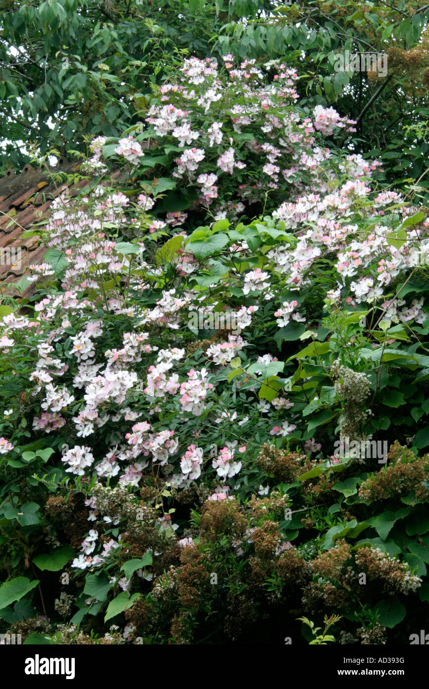 Rosa blush rambler hi-res stock photography and images - Alamy