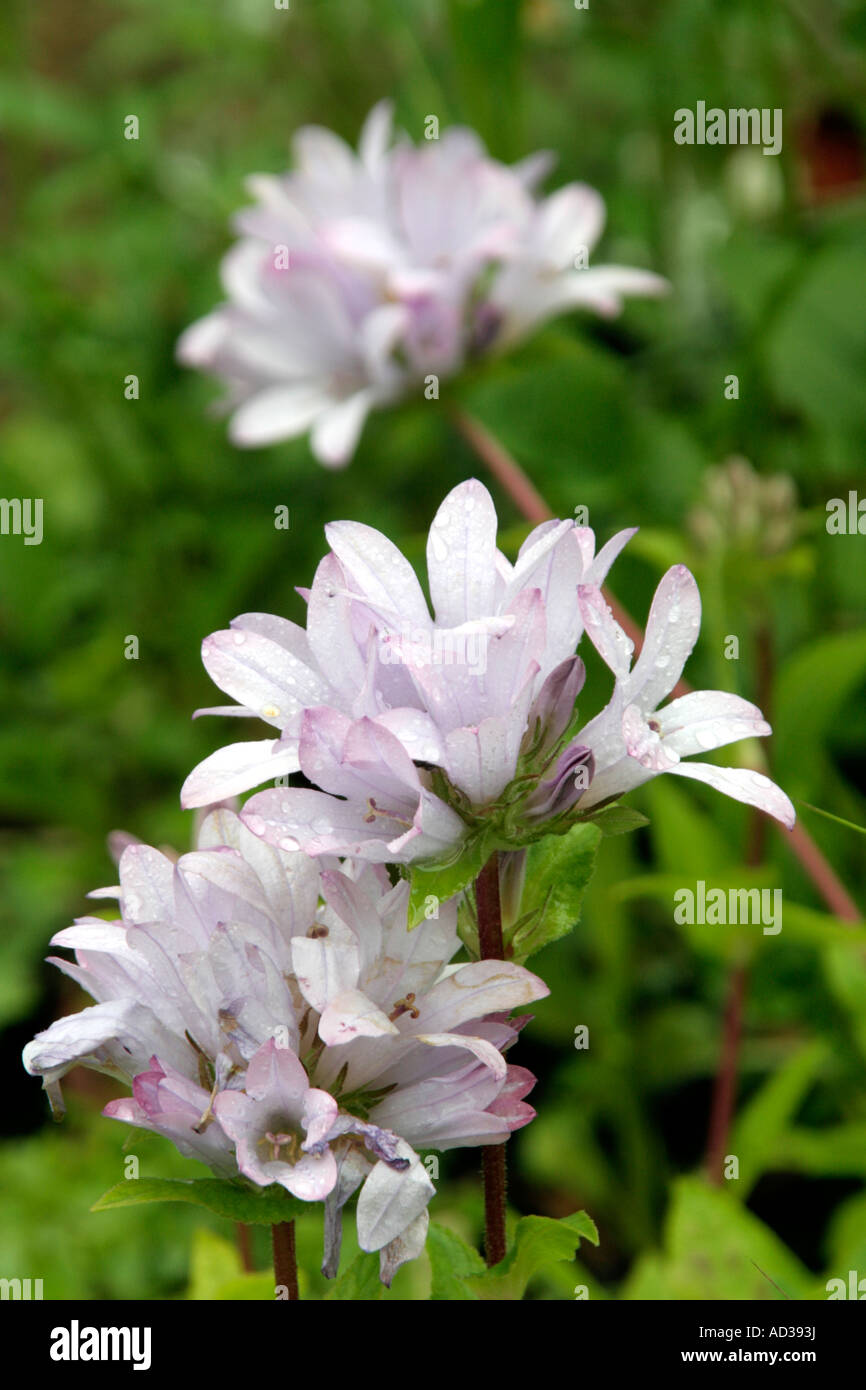 Campanula glomerata Caroline Stock Photo - Alamy