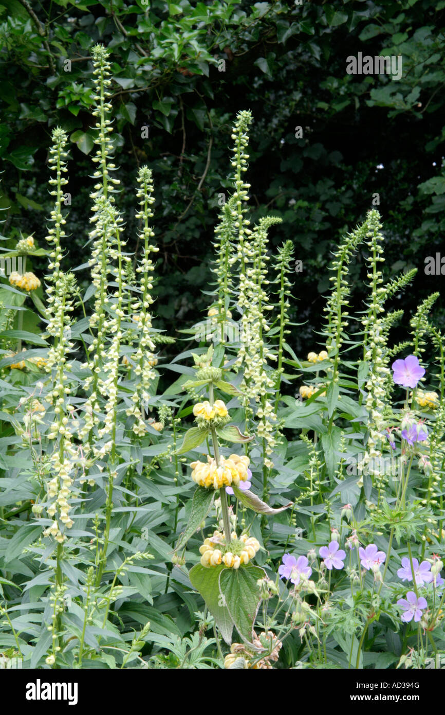 Digitalis Lutea High Resolution Stock Photography and Images - Alamy