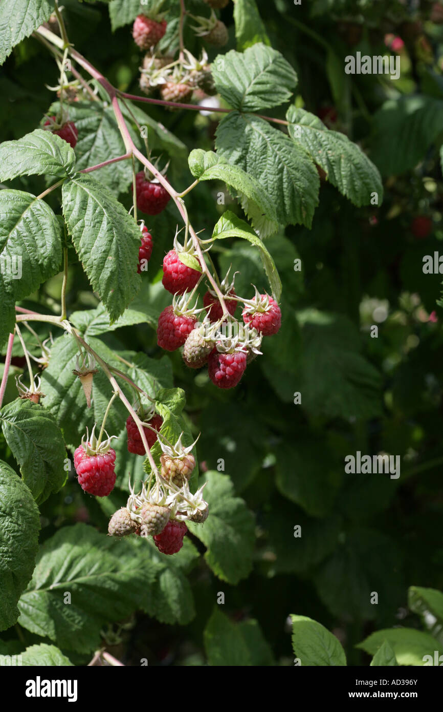 Organic raspberry canes with ripening fruit growing in a garden ...
