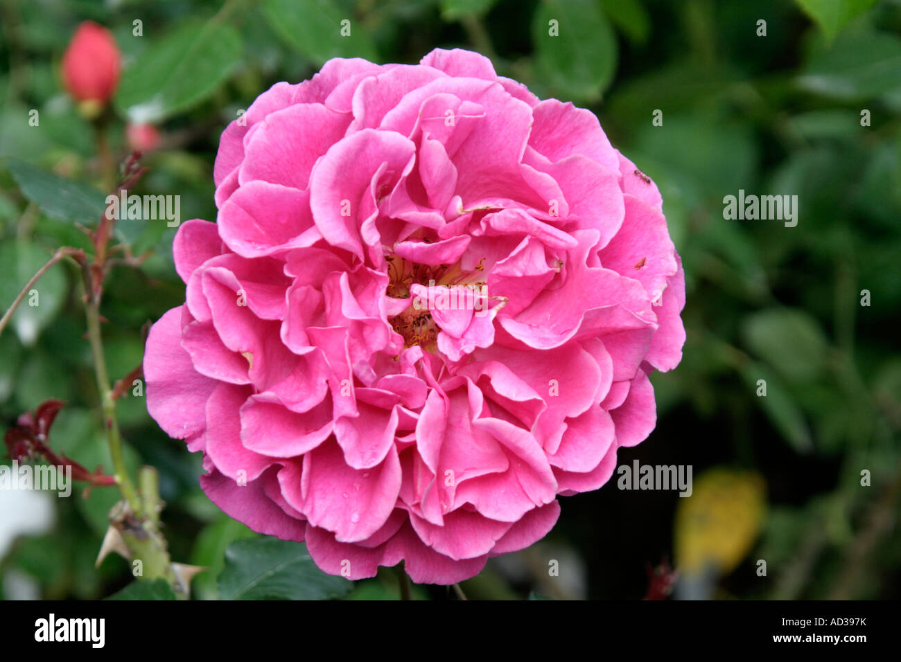 Rose princess hi-res stock photography and images - Alamy