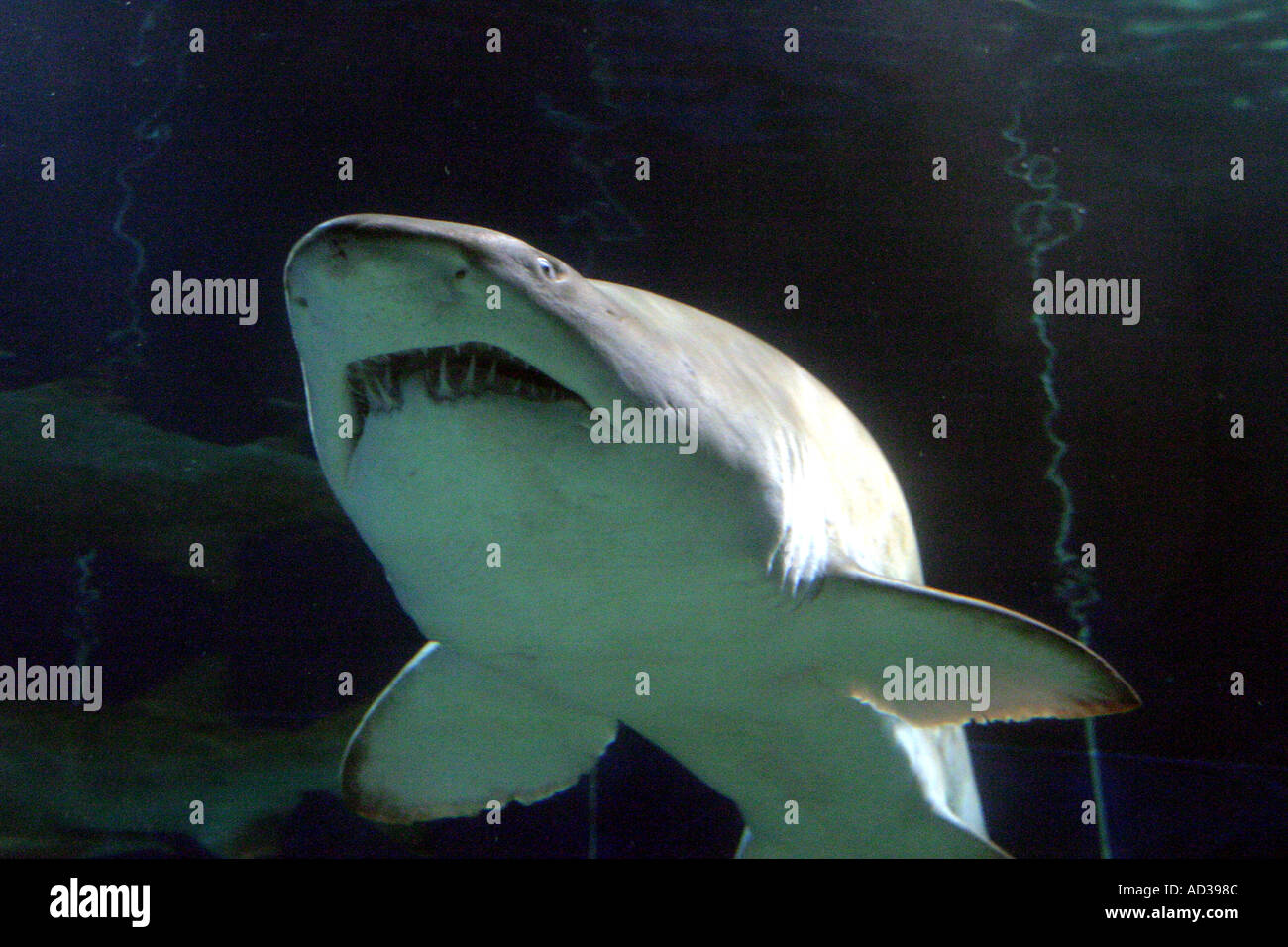 Shark at Manly Aquarium Sydney Australia Stock Photo - Alamy