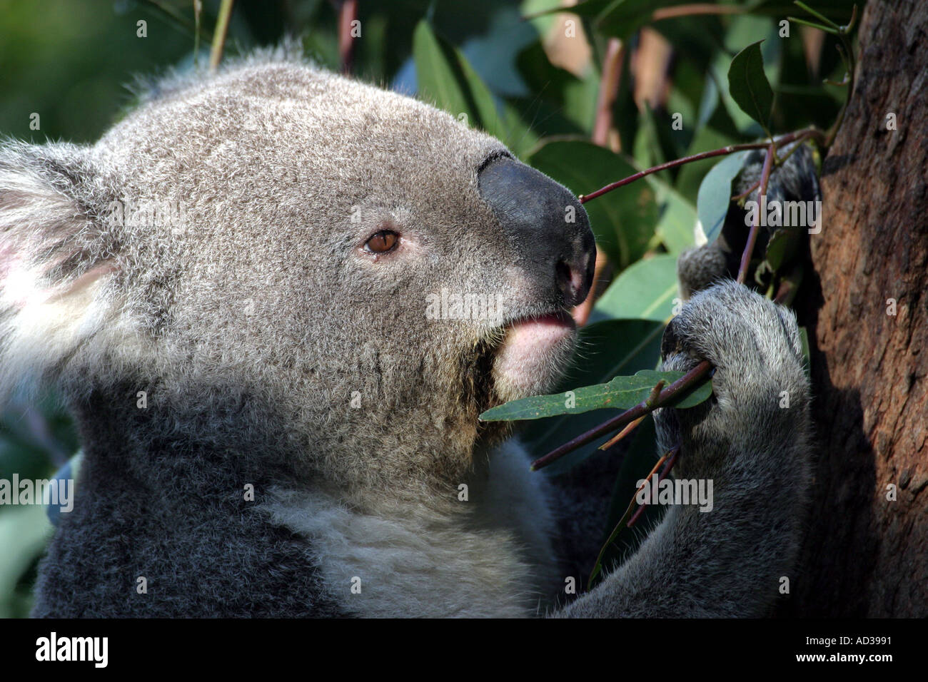 Taronga zoo koala hi-res stock photography and images - Alamy
