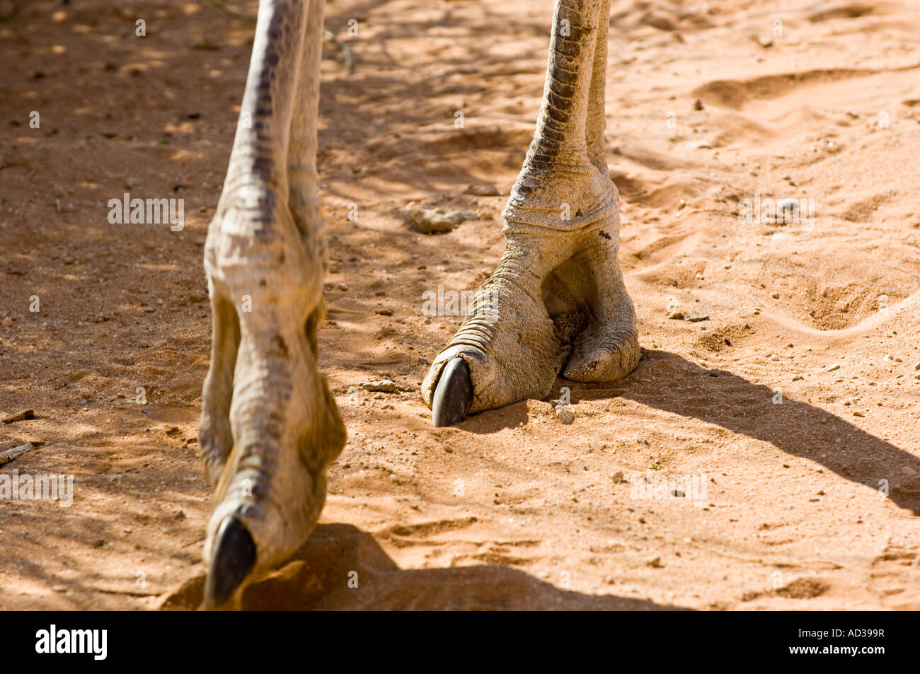 Ostrich foot hi-res stock photography and images - Alamy