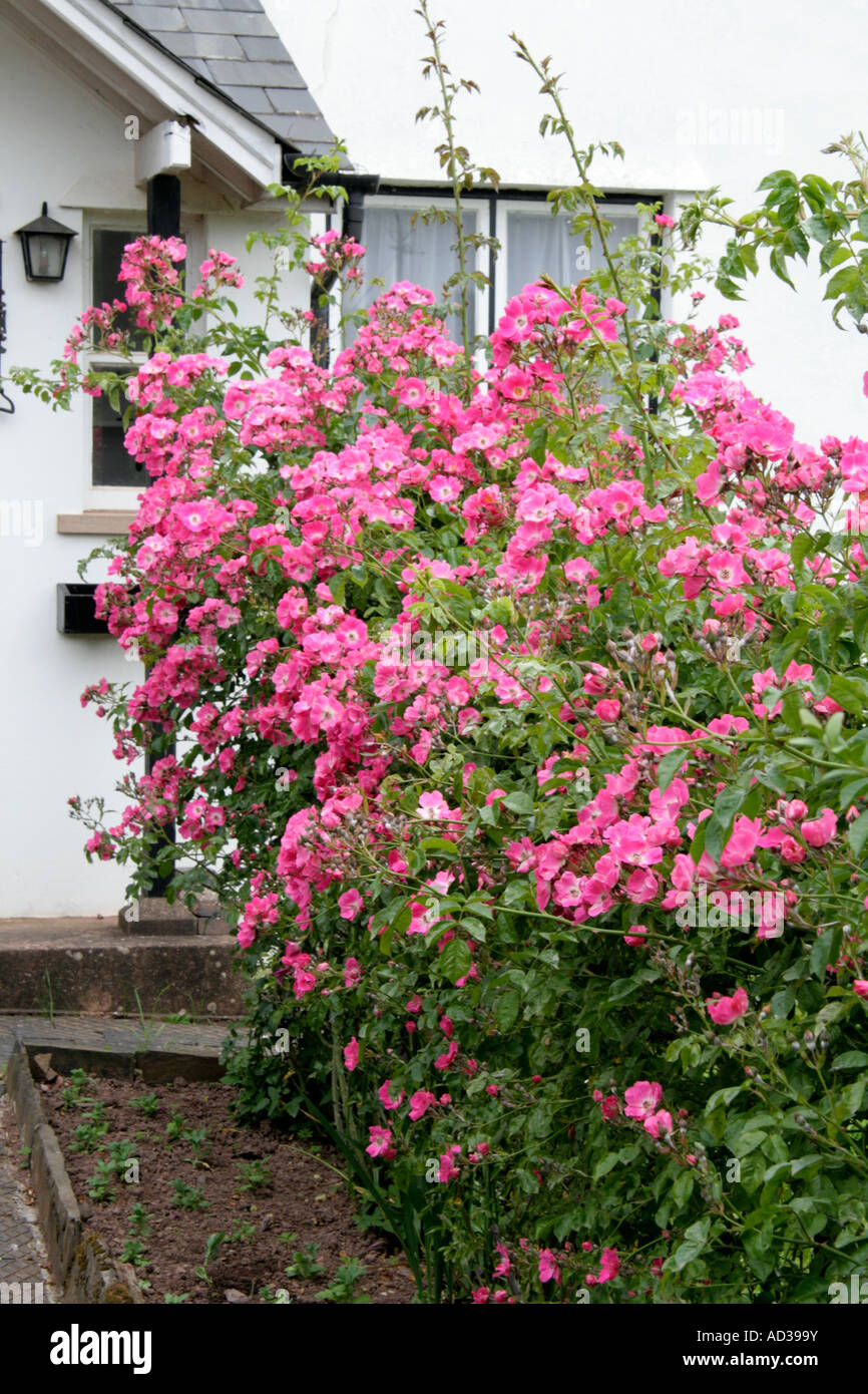 Rose American Pillar Stock Photo - Alamy