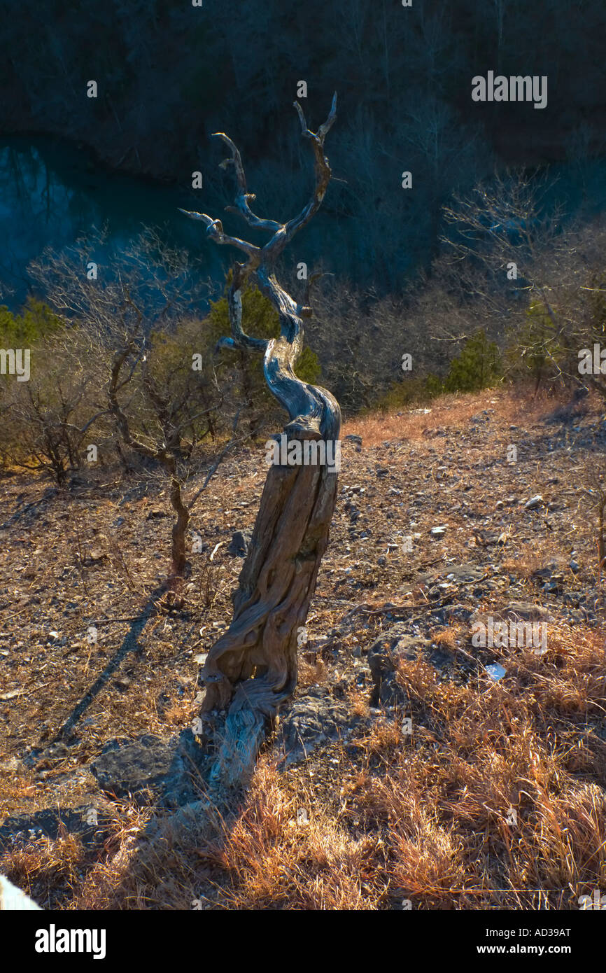Dead Cedar above the lake Stock Photo - Alamy