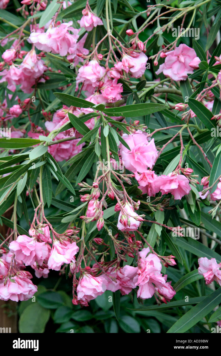 Hardy pink oleander hi-res stock photography and images - Alamy