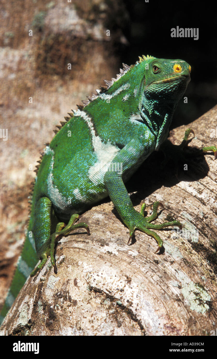 banded iguana, fiji Stock Photo - Alamy