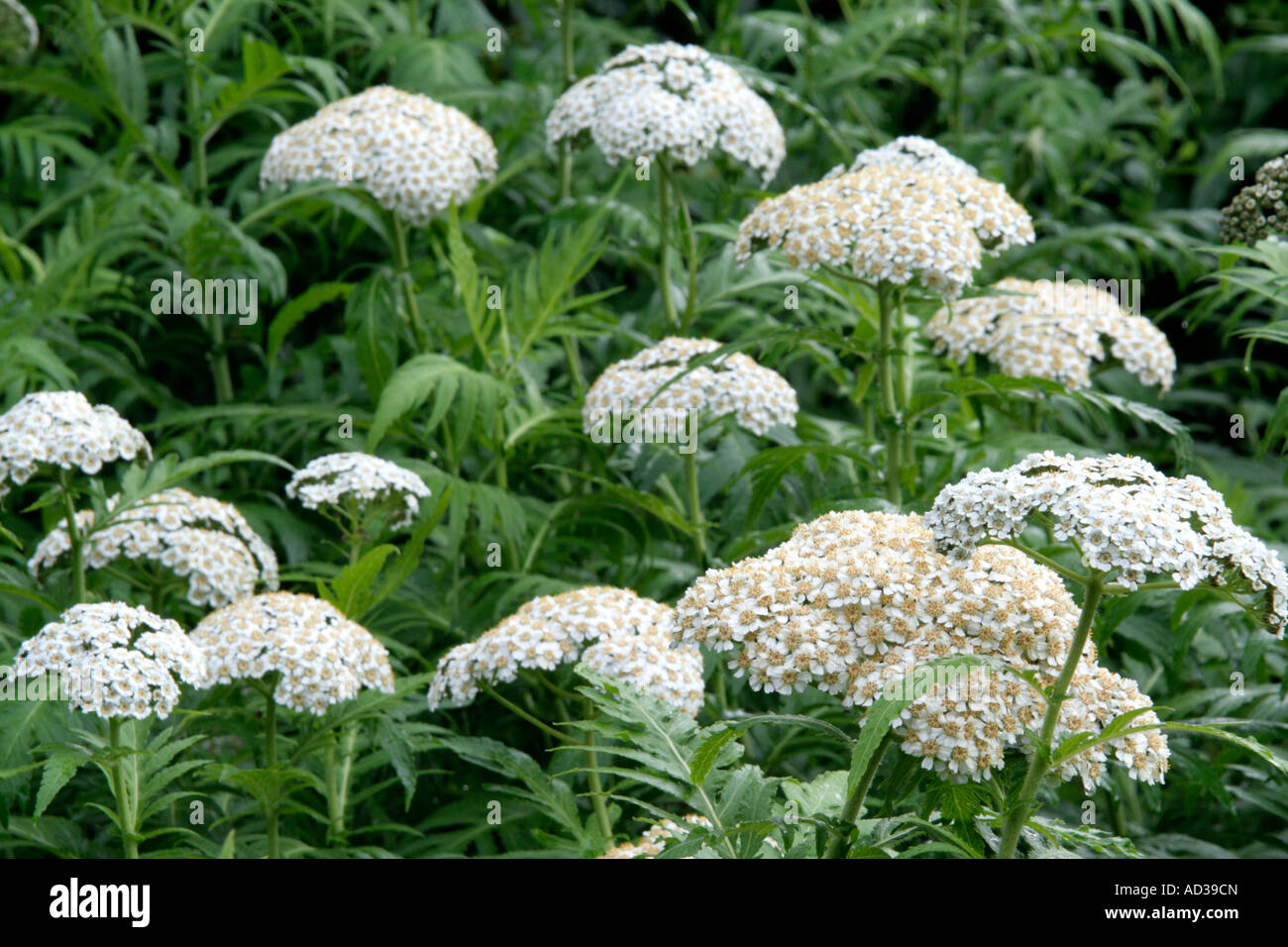 Achillea grandiflora hi-res stock photography and images - Alamy