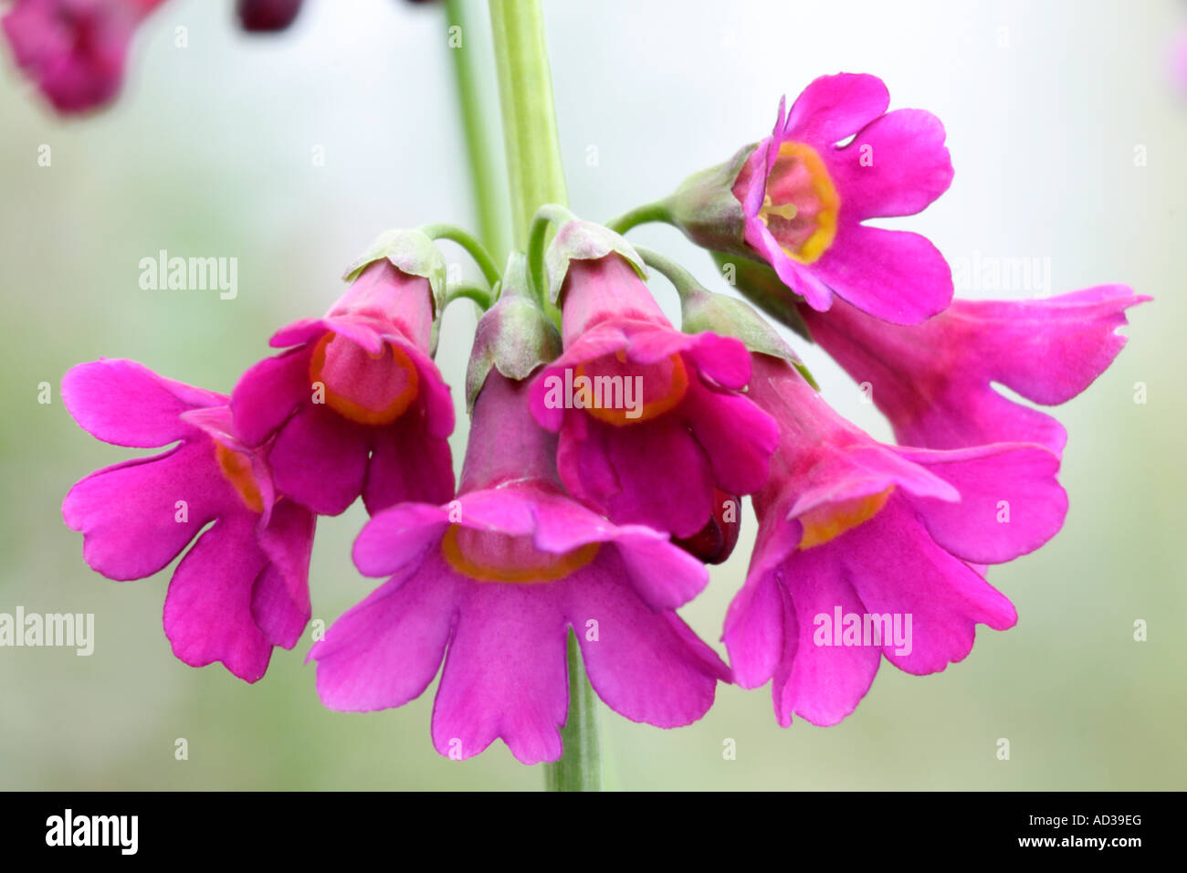 Primula wilsonii detail Stock Photo - Alamy