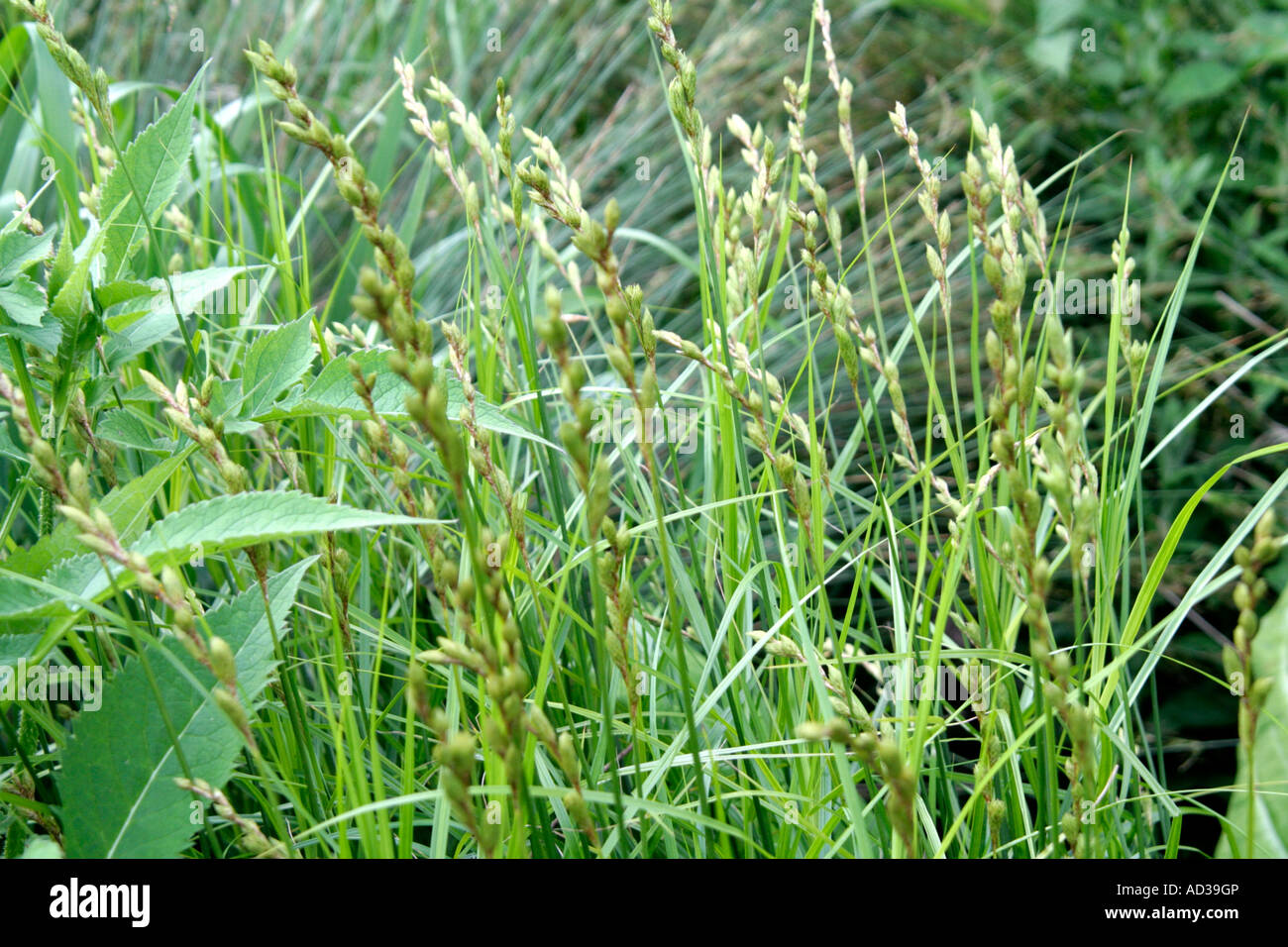 Carex muskingumensis the palm sedge Stock Photo - Alamy