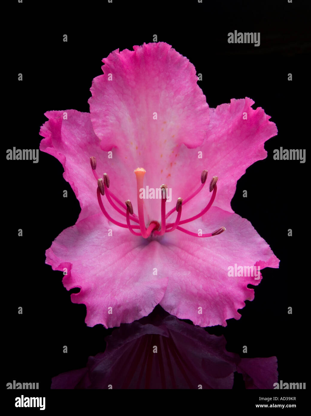 common name:Azalea Latin name: Rhododendron pink flower on black ...
