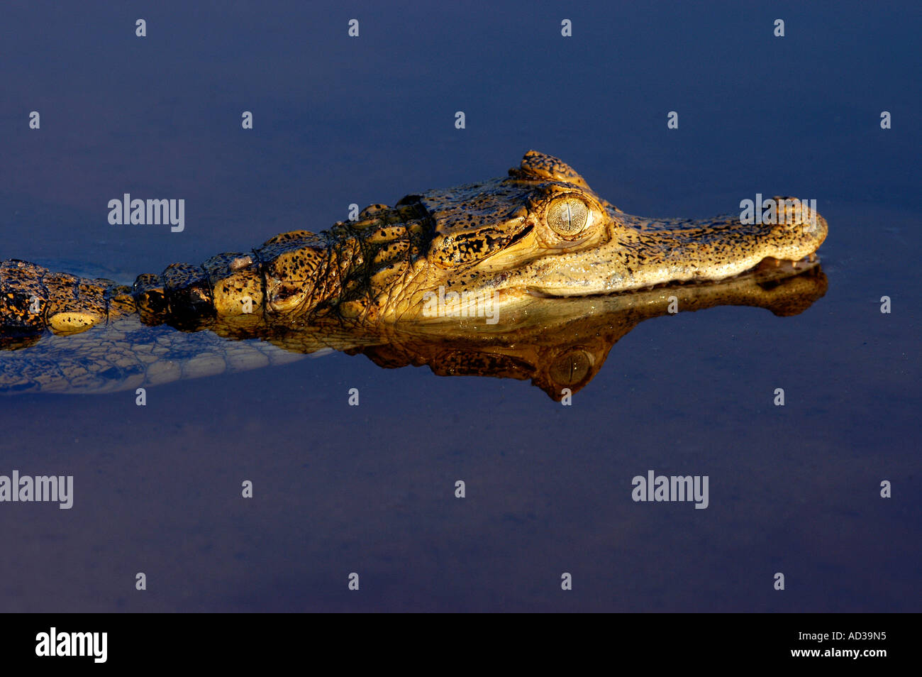 Spectacled Cayman in the Amazon River Stock Photo - Alamy