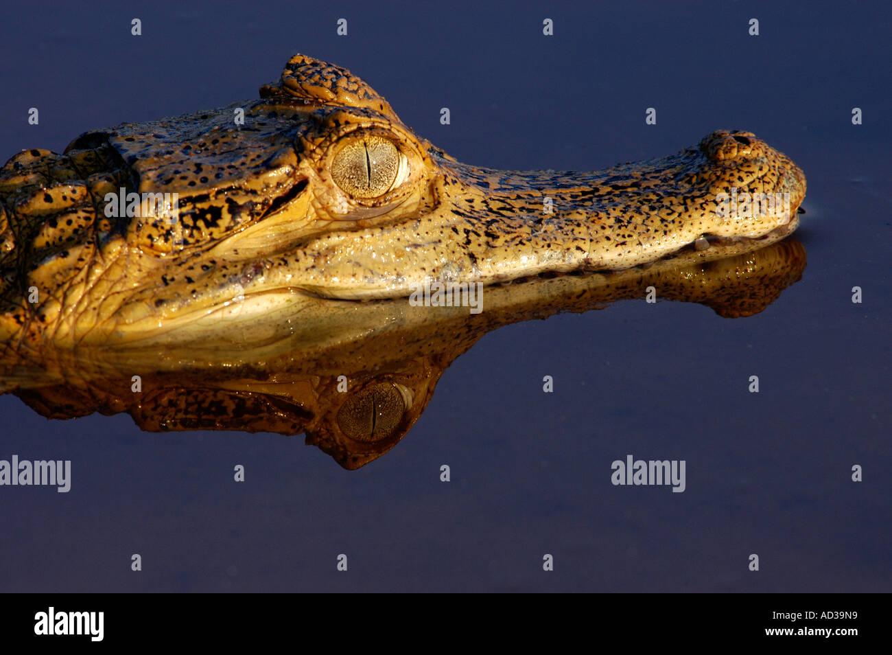 Spectacled Cayman in the Amazon River Stock Photo - Alamy