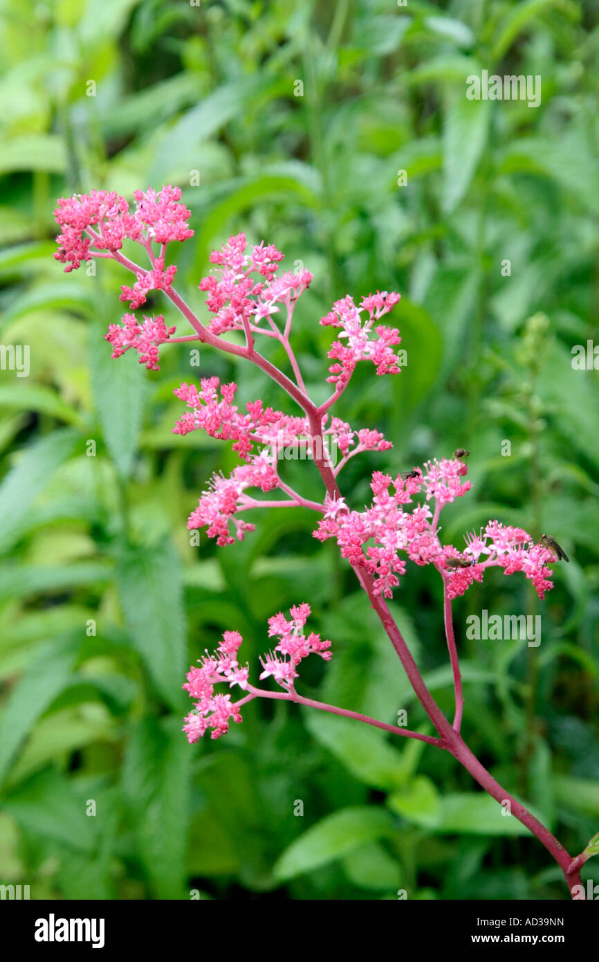 Rodgersia Roter Kaiser Stock Photo - Alamy
