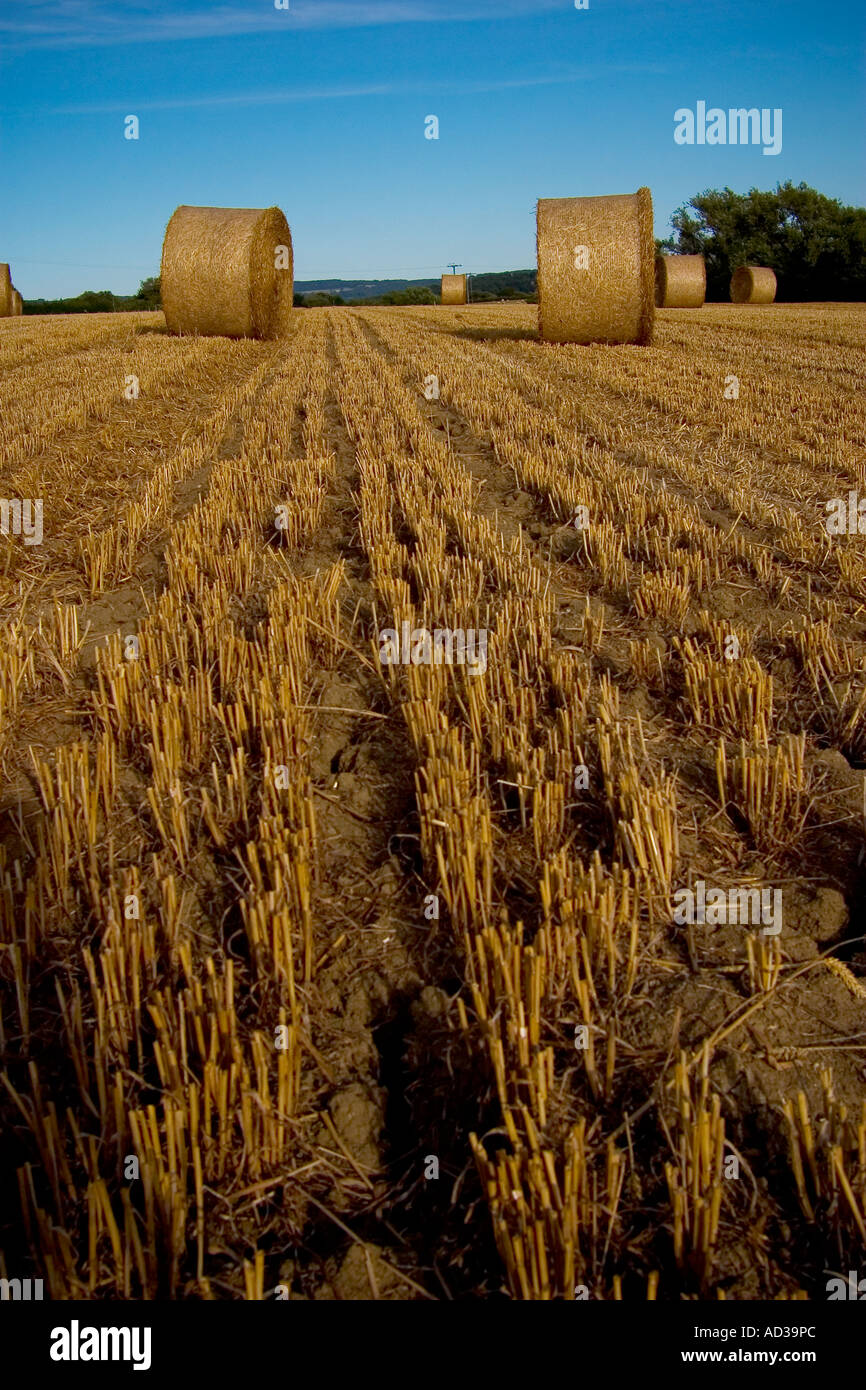 Portrait view of a harvested field of hay Stock Photo - Alamy