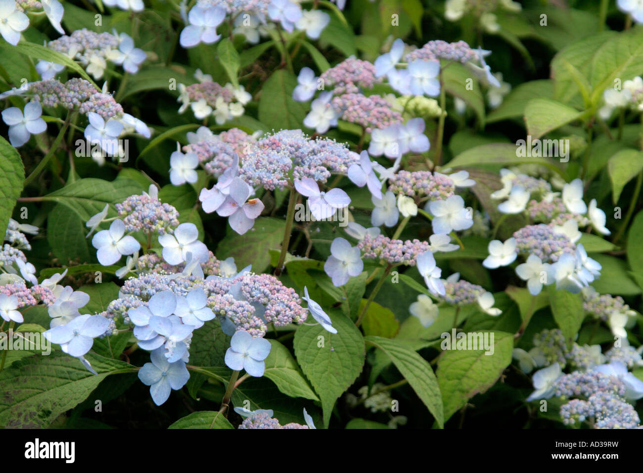 Hydrangeaceae hi-res stock photography and images - Alamy