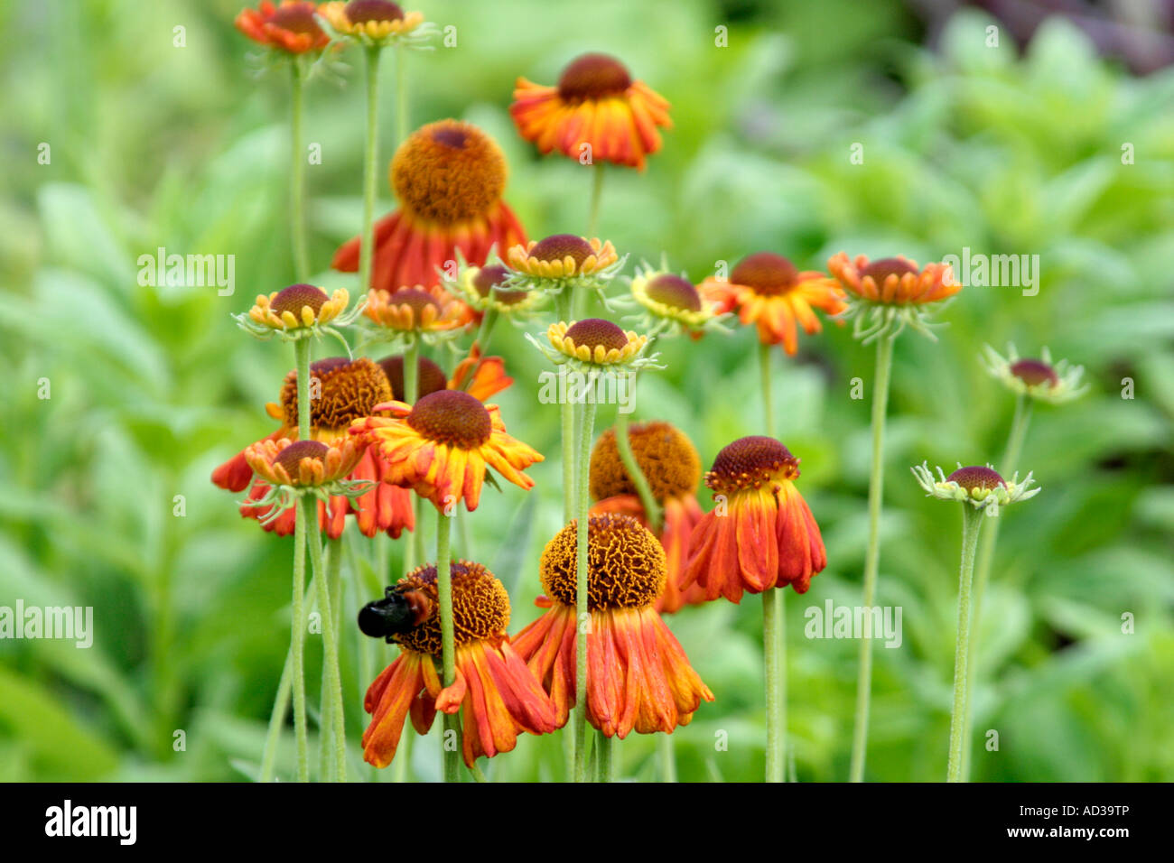 Helenium Abbey Dore Bronze 26 June Stock Photo - Alamy