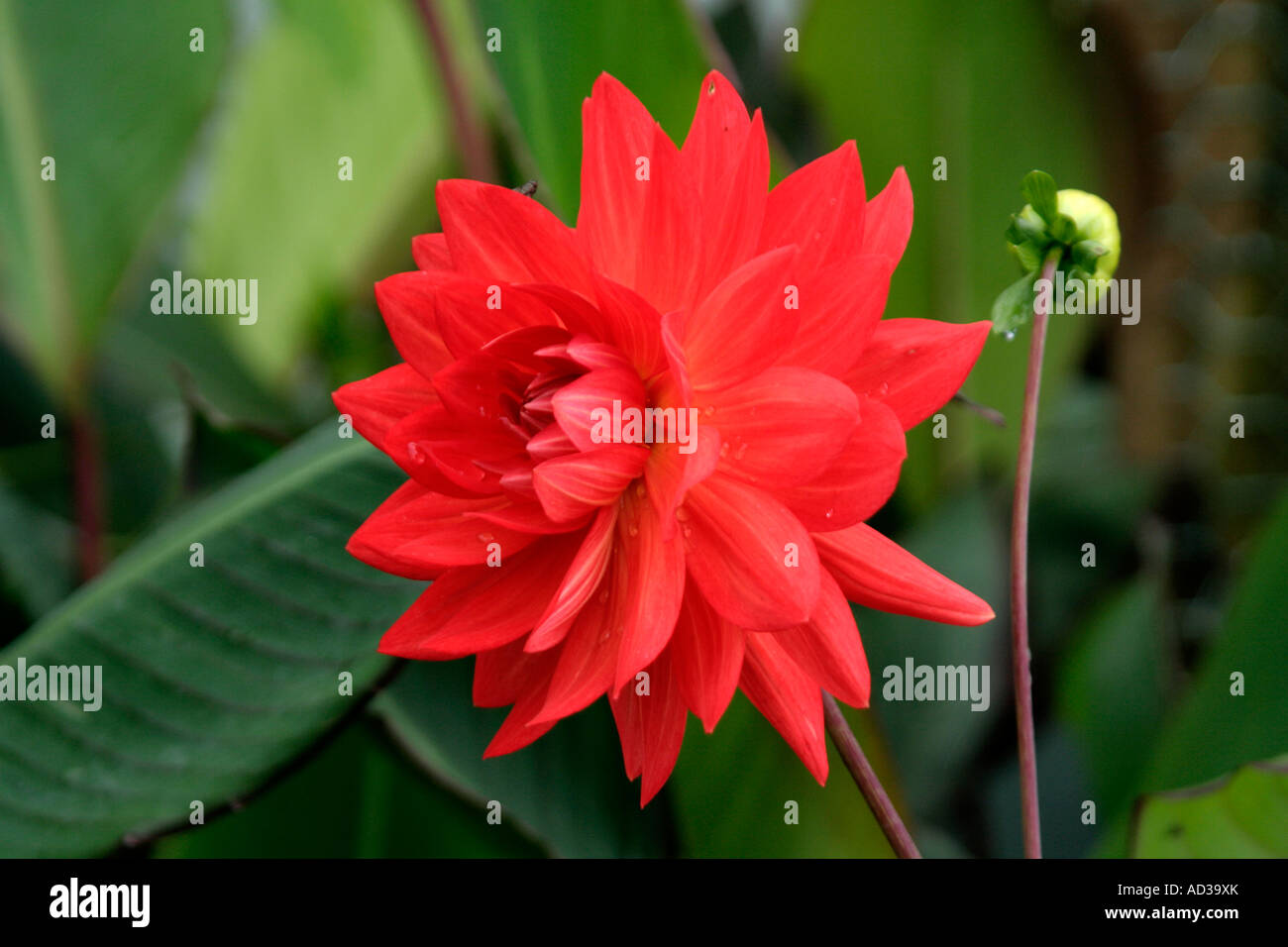 Dahlia Taratahi Ruby Stock Photo - Alamy