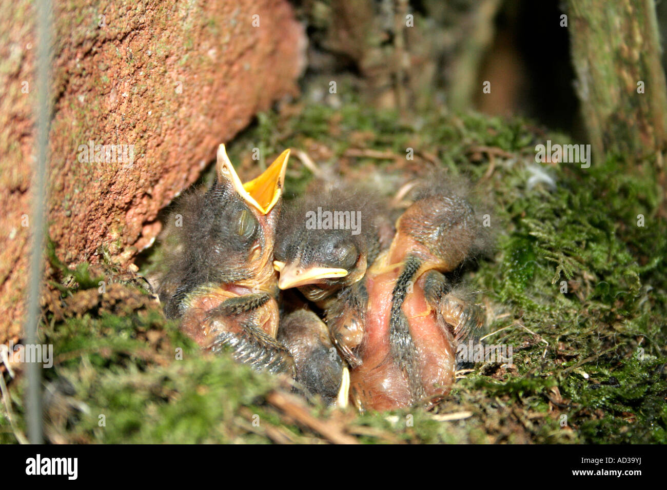 Spotted flycatcher chicks 6 days old Stock Photo - Alamy
