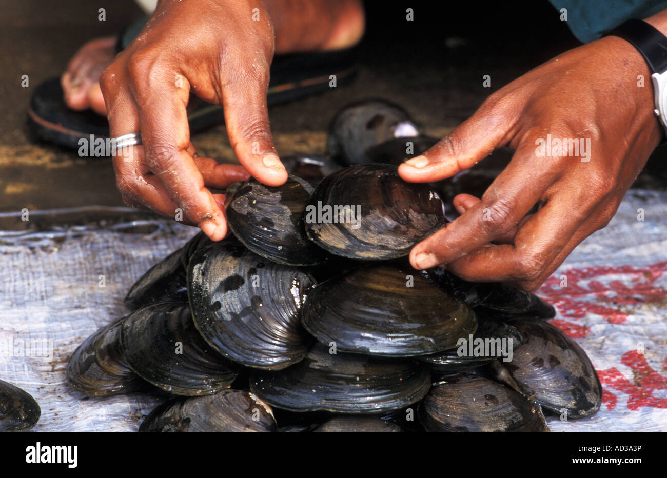 Shell fish at suva market hi-res stock photography and images - Alamy