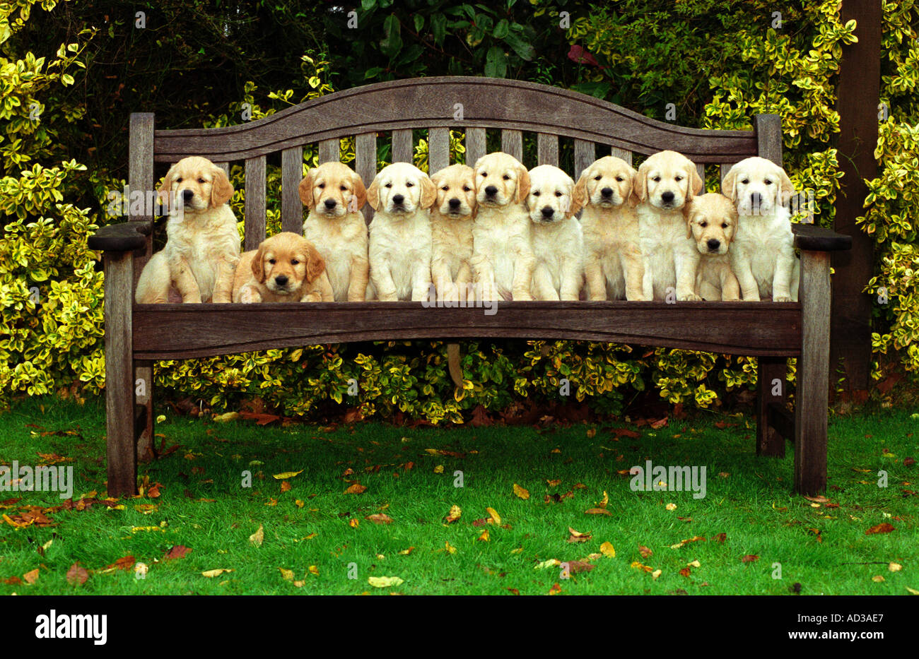 11 pure bred Golden Retriever pups sitting on a bench Stock Photo - Alamy