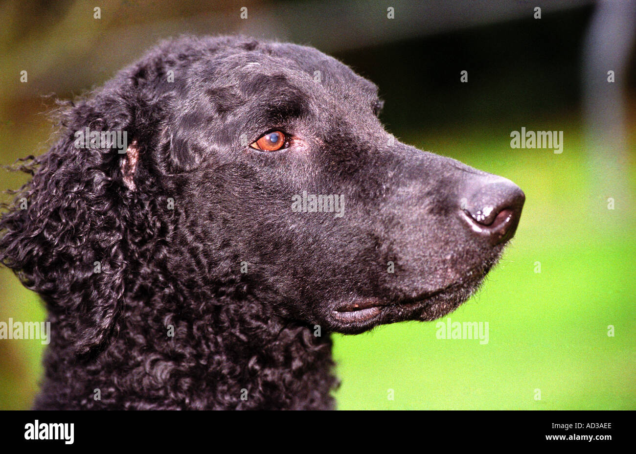 Curly Coated Retriever Puppies