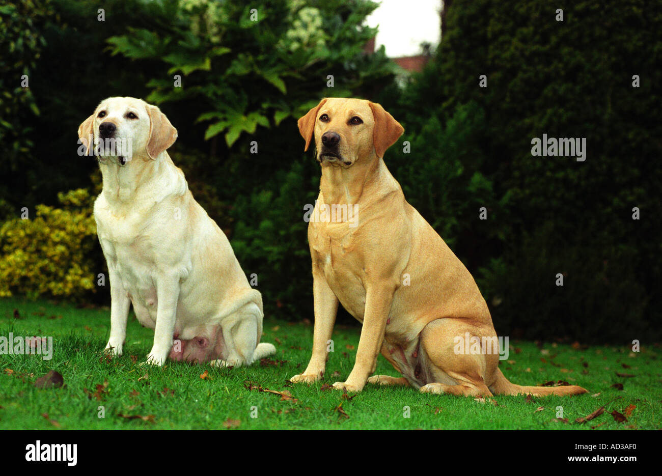 Two 2 labradors hi-res stock photography and images - Alamy