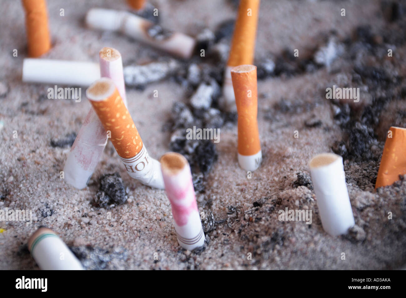 Used, smoked, burnt cigarettes in an ash tray Stock Photo - Alamy