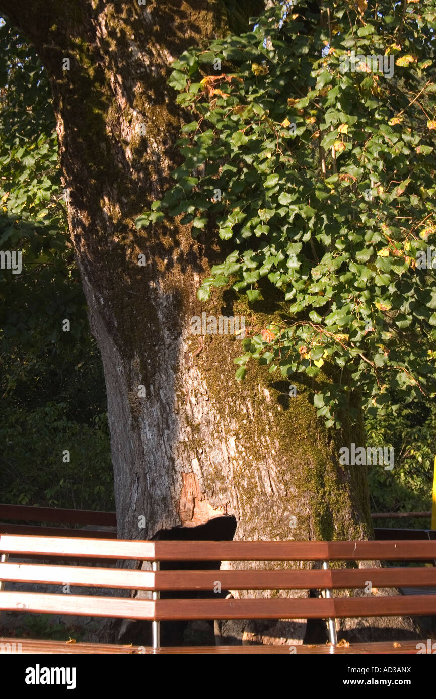 Lindus Tree where the Knight Prince Erasmus is believed to be buried ...