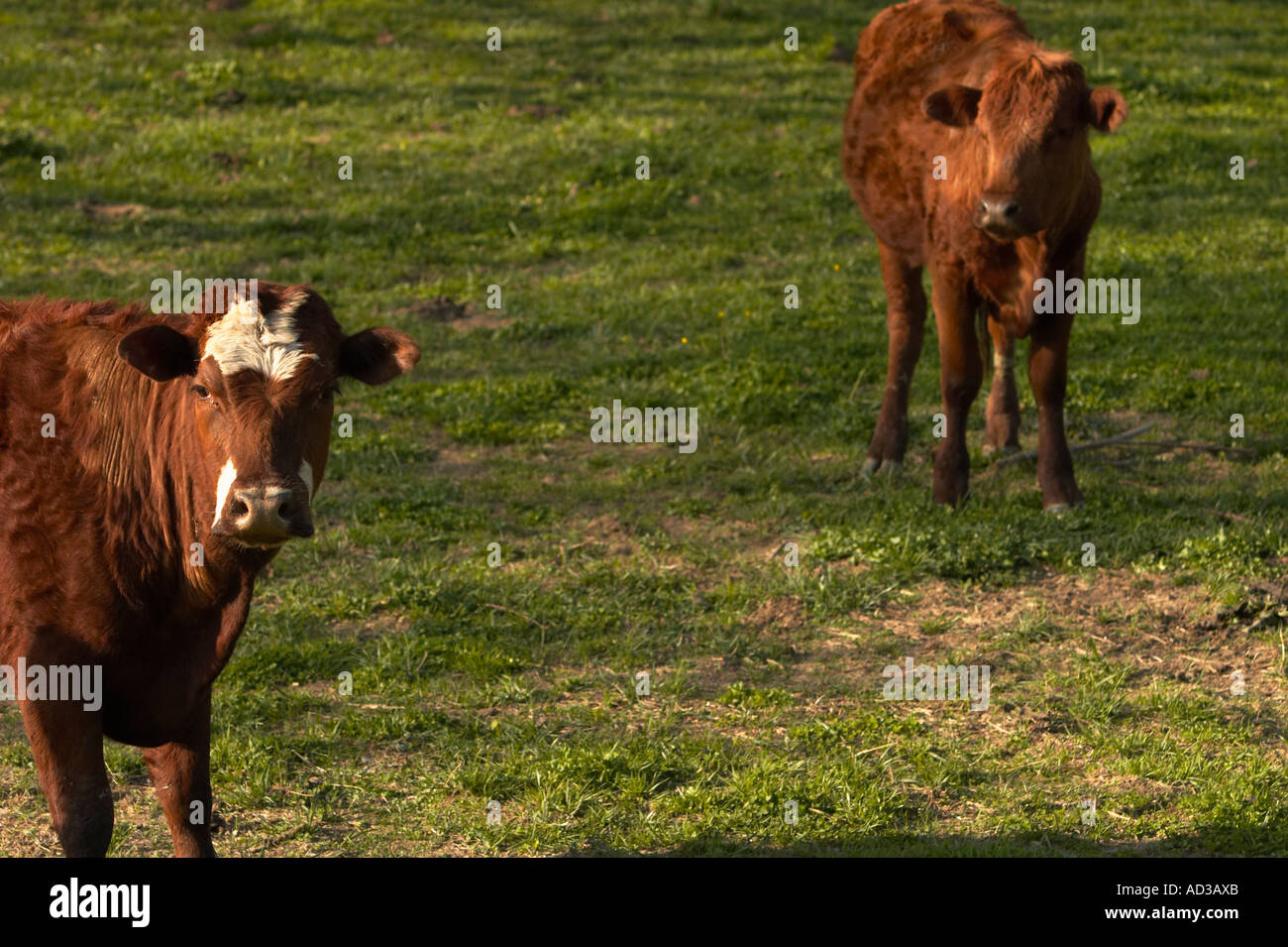 Cows in a pasture in the Smoky Mountains of Tennessee Stock Photo - Alamy