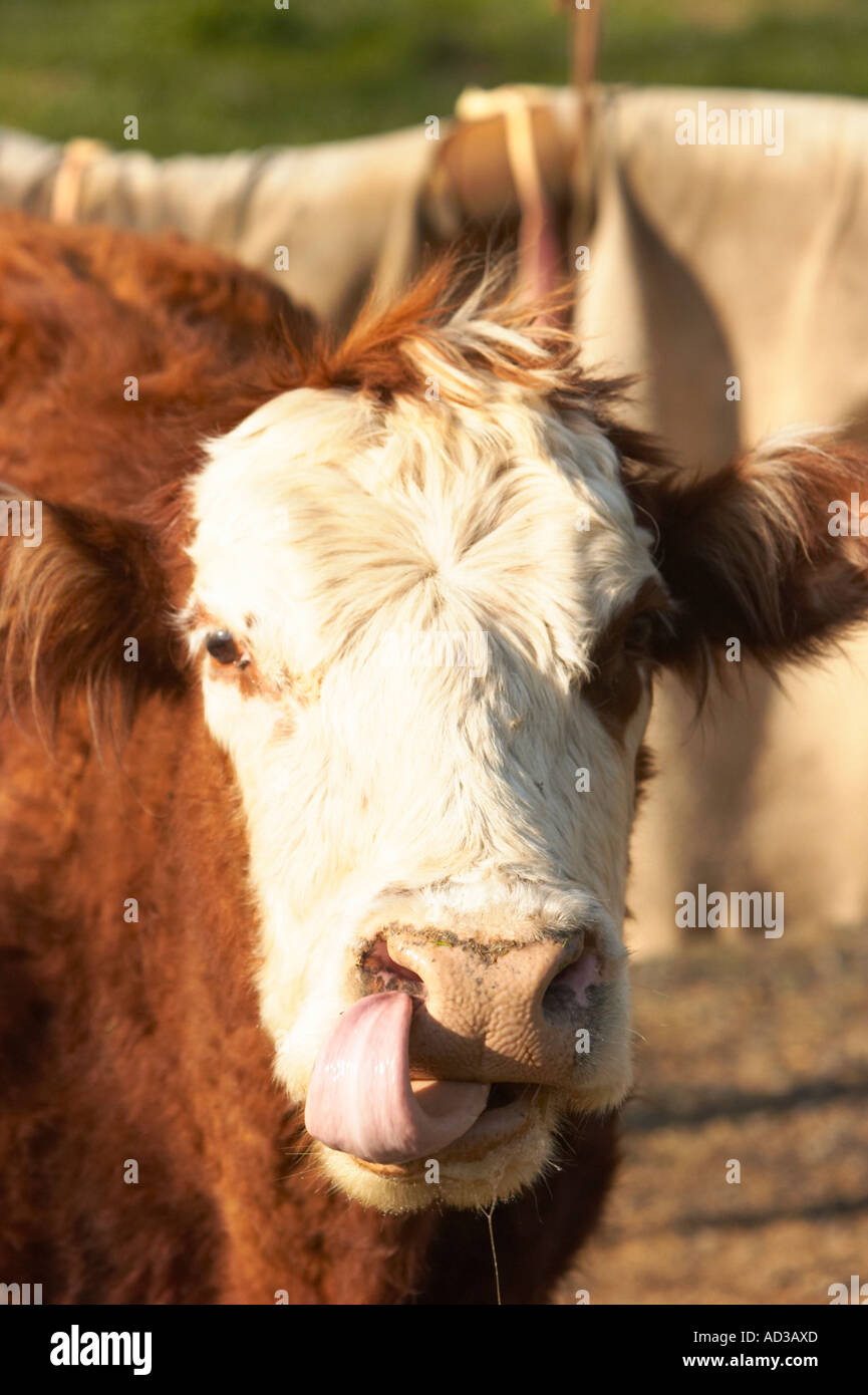 Cows in a pasture in the Smoky Mountains of Tennessee Stock Photo - Alamy
