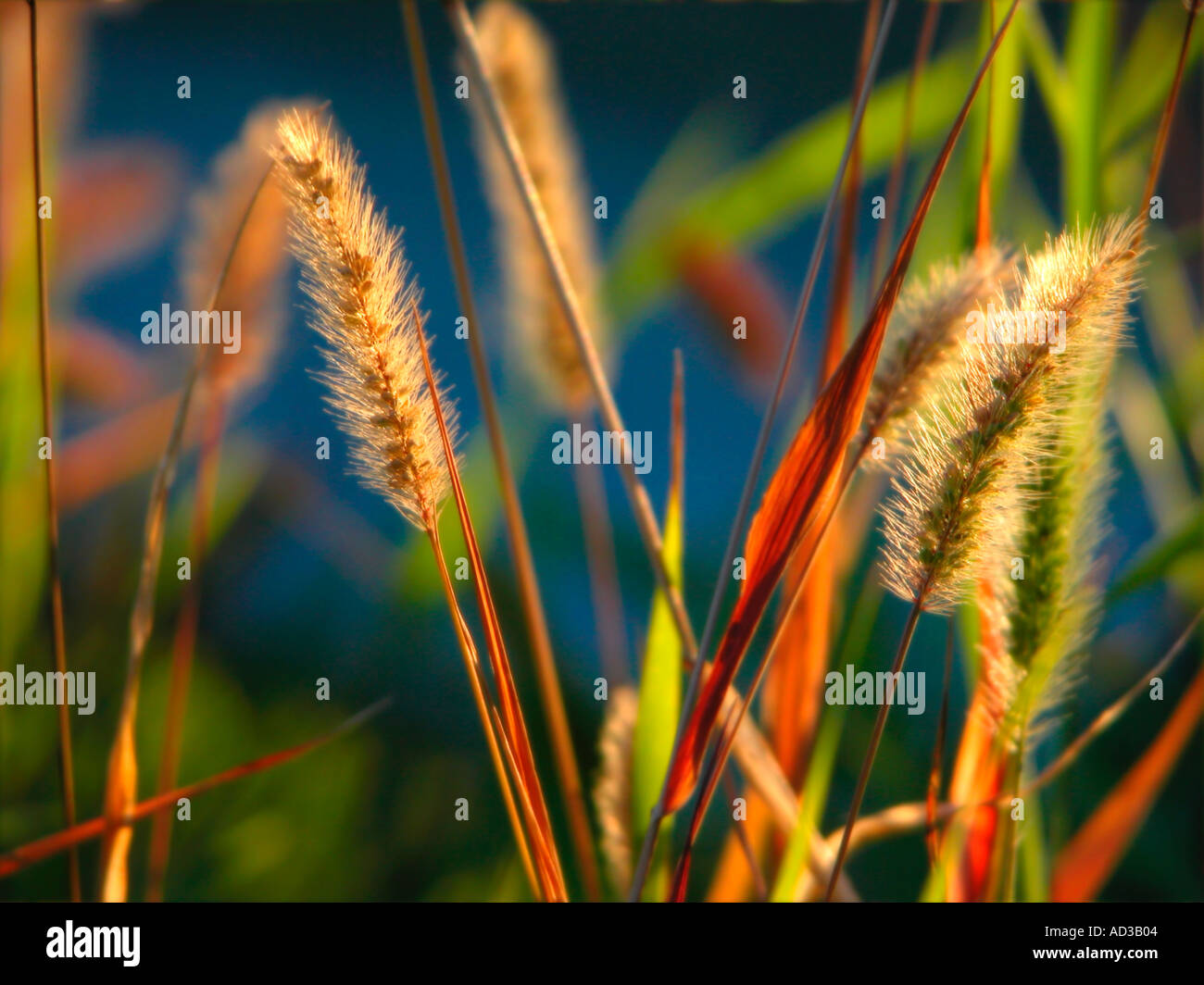 Grasses in Autumn Stock Photo - Alamy