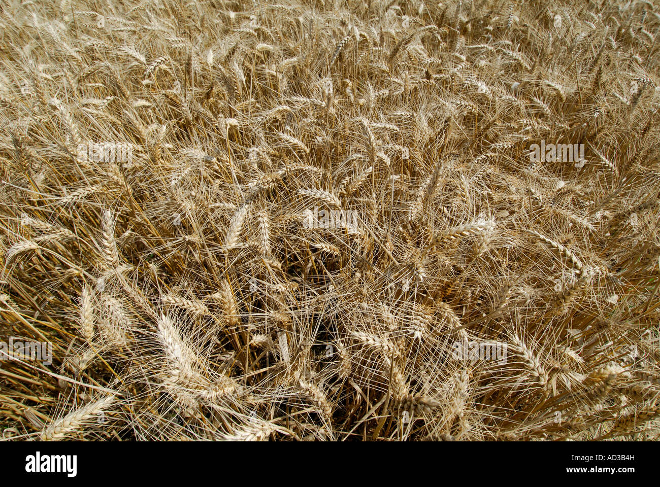 Ripe cereal (barley) crop, France Stock Photo - Alamy