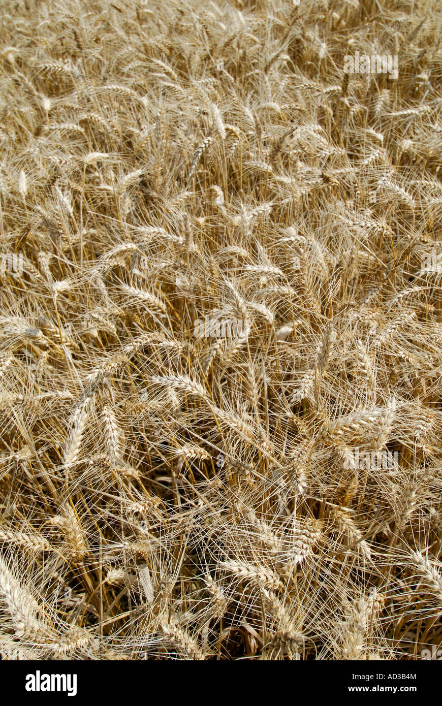 Ripe cereal (barley) crop, France Stock Photo - Alamy