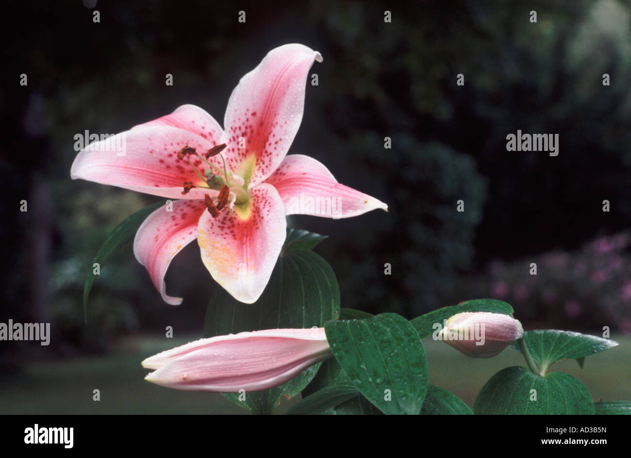 Open flower and bud hi-res stock photography and images - Alamy