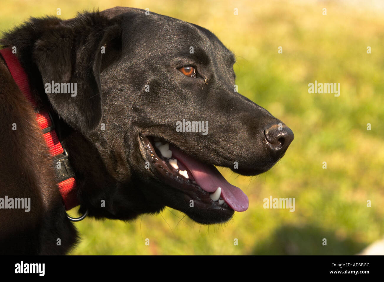 A black labrador retriever head Stock Photo - Alamy