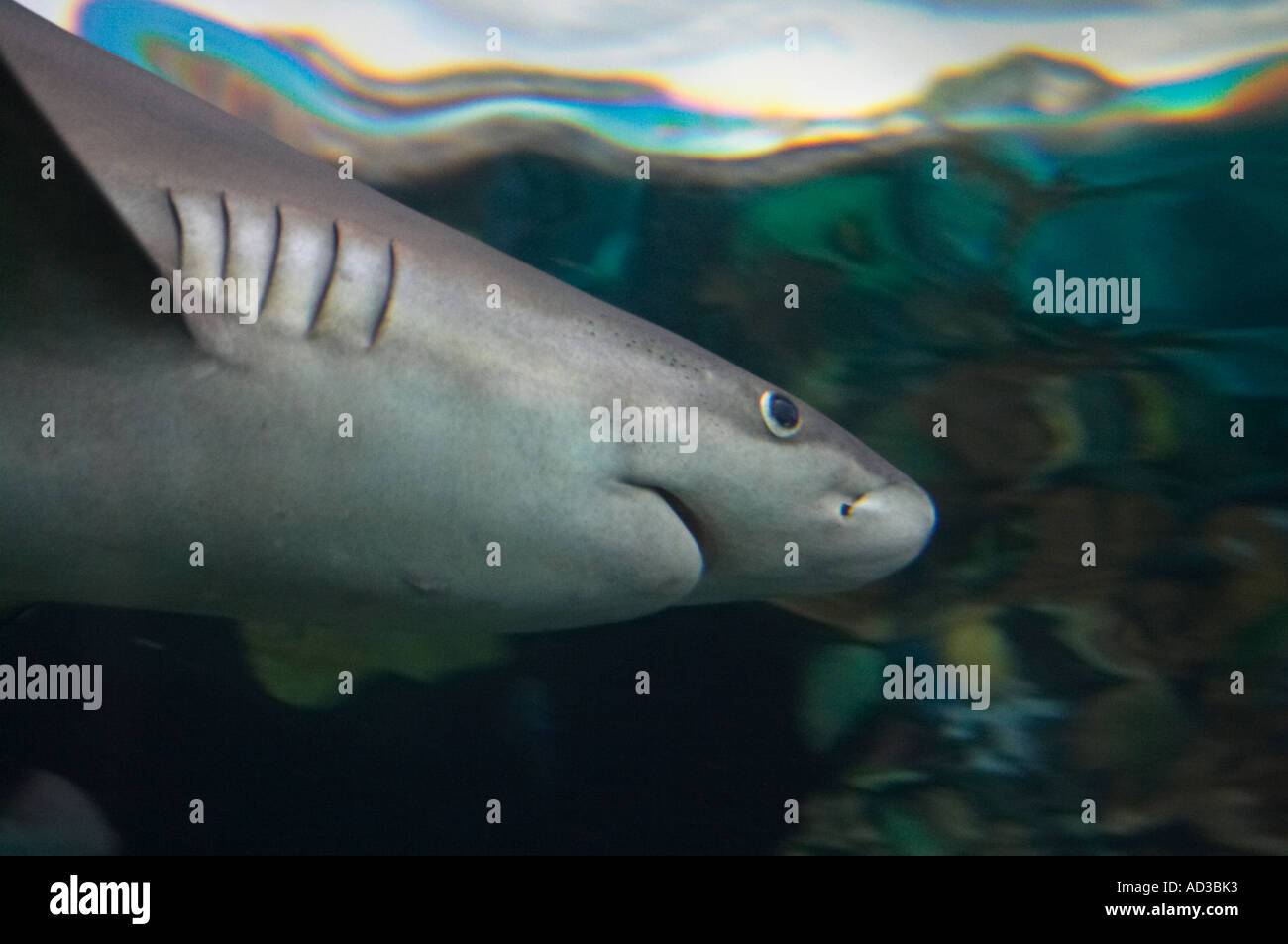 A Caribbean reef shark up close in an aquarium Stock Photo - Alamy