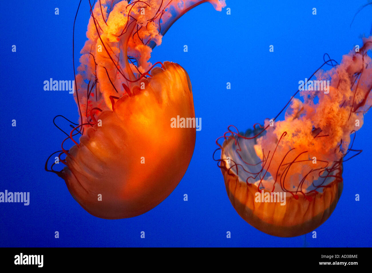 Box jellyfish swimming with a blue background Stock Photo - Alamy