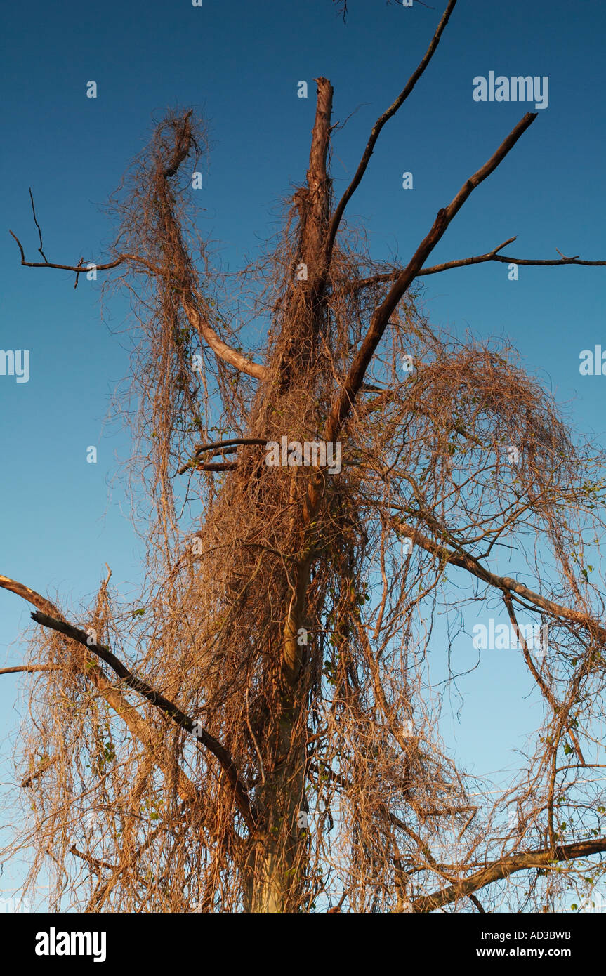 Moss over a dead tree in the Smoky Mountains of Tennessee Stock Photo ...