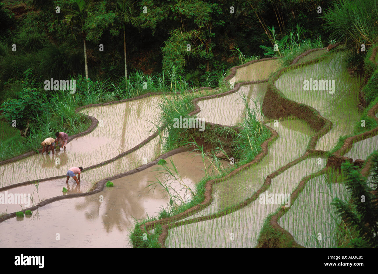 Balinese man harvesting rice terraced rice field Bali Stock Photo - Alamy