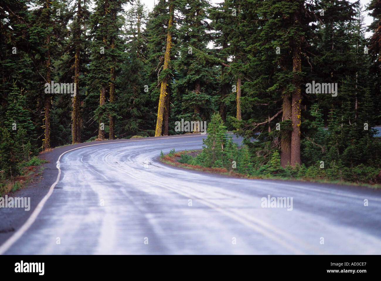 Wet winding road Oregon Stock Photo - Alamy