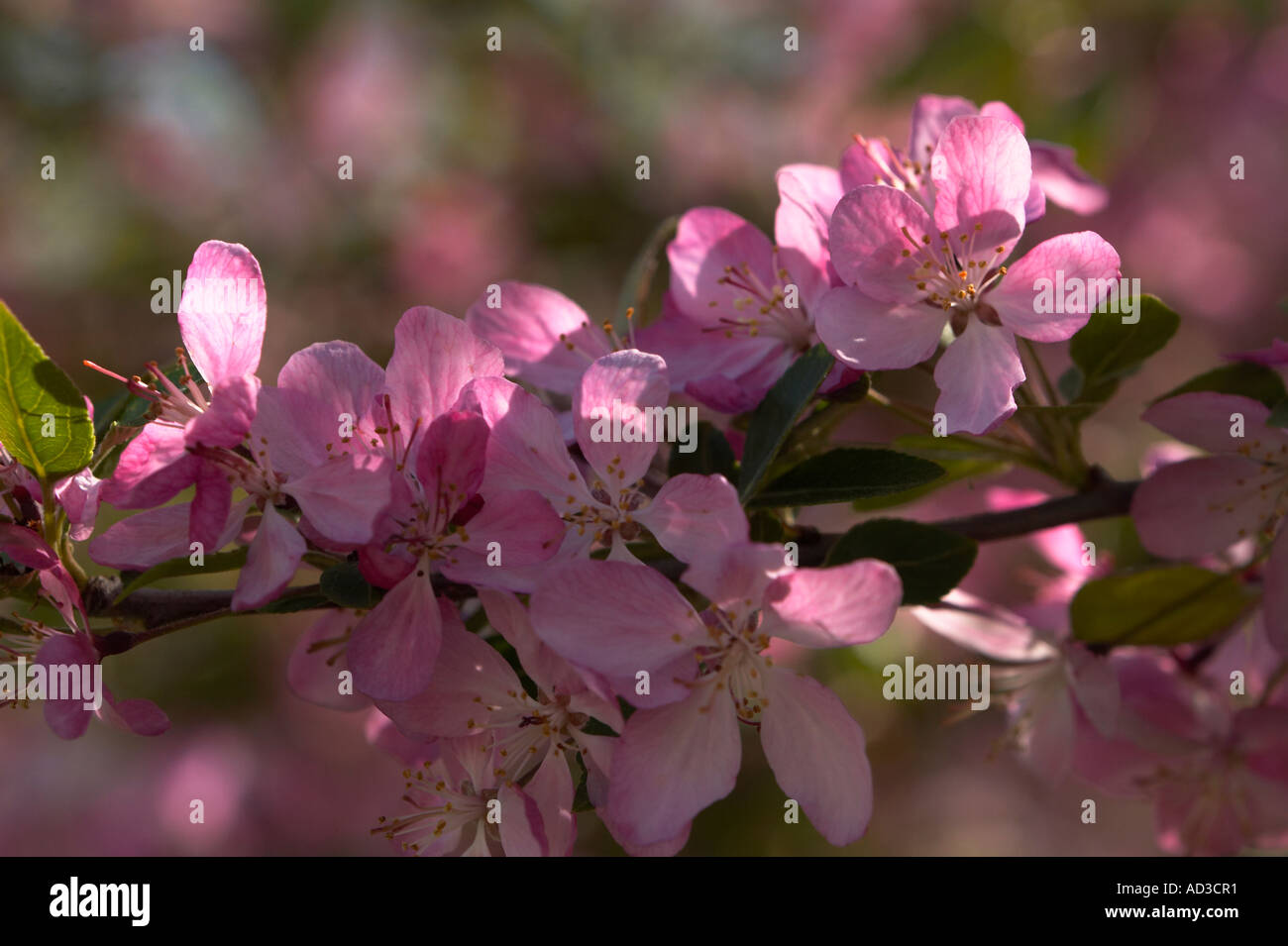 Flowers up close Stock Photo - Alamy
